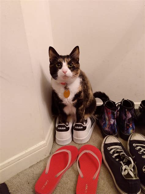 Why Does She Always Do This Rwhatswrongwithyourcat