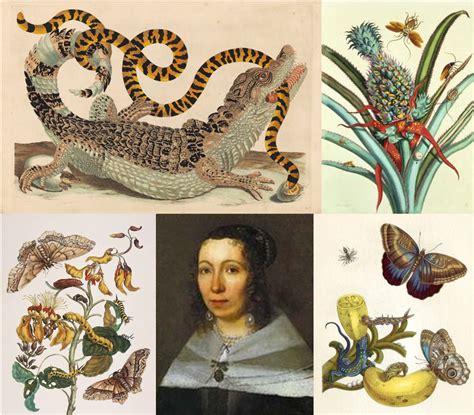 Maria Sibylla Merian Maria Sybilla Merian Art Maria Sibylla Merian