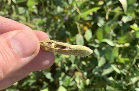 Soybean Plant Population Density Science For Success