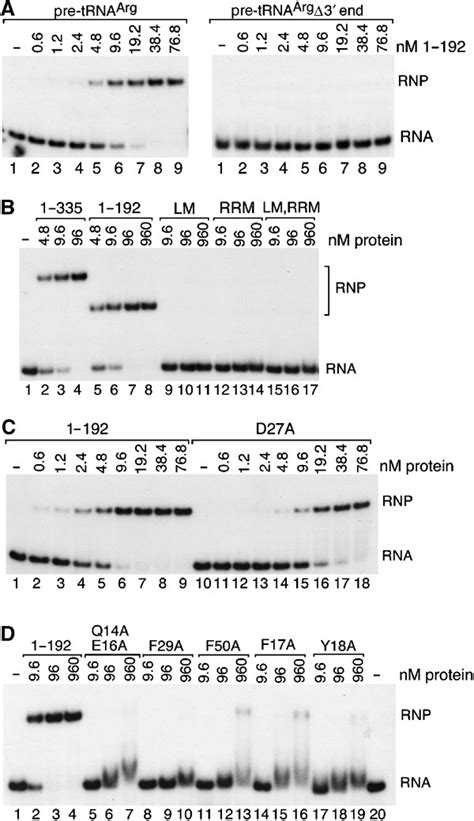 Binding Of Wild Type And Mutant La Proteins To Rna A 32p Labeled Download Scientific Diagram