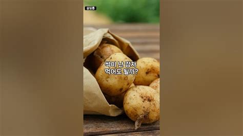 싹이 난 감자 드시나요🥔 감자싹 싹난감자 Youtube