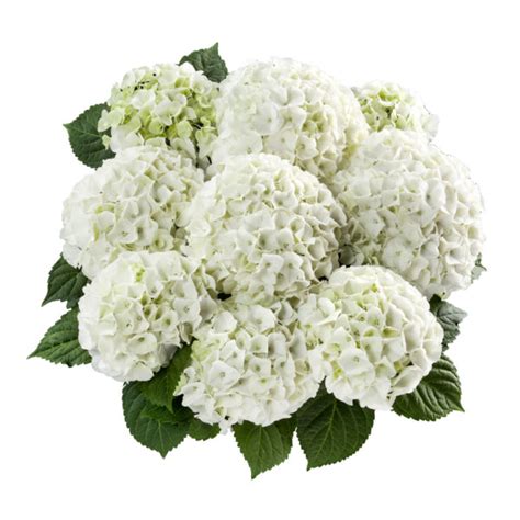 Hydrangea Tea Time™ Hy14 Bianco
