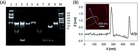 a polyacrylamide gel electrophoresis h0 h1 and h2 with the target