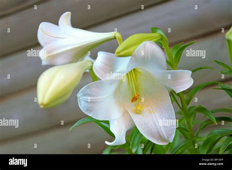 Easter Lily Lilium Longiflorum Blooming Stock Photo Alamy