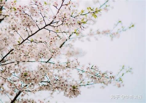 沏一壶春色品味人间冷暖 知乎