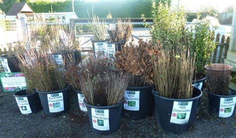 Greenshutters Garden Centre How To Grow A Native Mixed Hedge