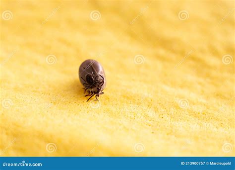 Tick Reproduction Stock Image Image Of Hexagonus White