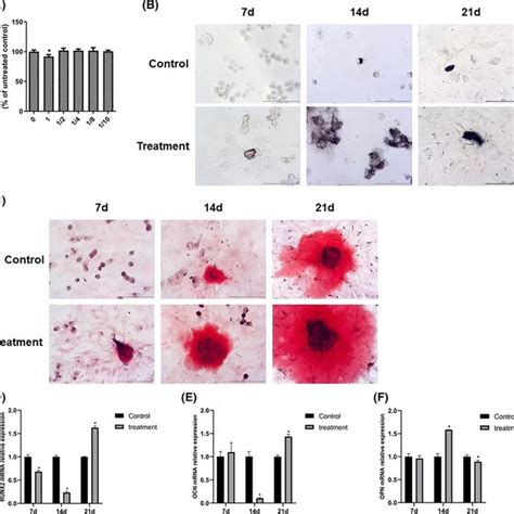 g β‐ the effect of tcp scaffold material on bmsc osteogenesis a alp