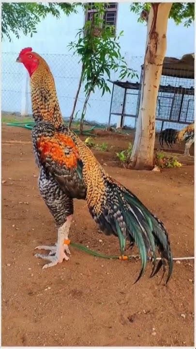 Newaseel Murgeejutt De Murgee Zawar Juttleadernew Trend New