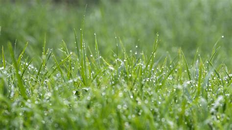 Can Robot Lawn Mowers Mow Wet Grass Everything You Need To Know Yarbo