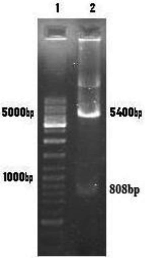 Identification Of Recombinant Plasmid Pcdna Rptr Using Enzyme