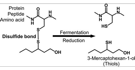 Sulfhydryl Structure