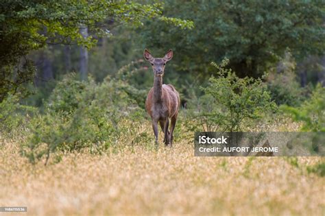 Doe Photographed On The Lookout In The Forest Of Fontainebleau Stock