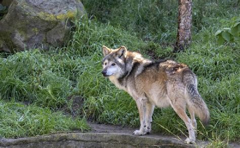 Conservan Lobo Gris Mexicano En Edomex Para Evitar Extinción