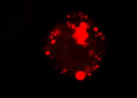 Innovative Disease Control Synthetic Compartments Stop Pathogens From