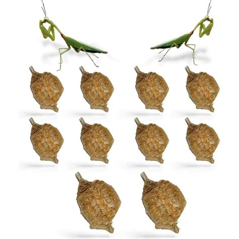 Praying Mantis Kit Praying Mantis Ootheca Egg Case With Hatching