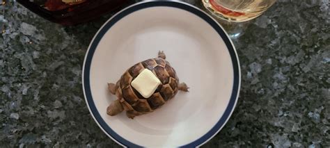 Auriuss First Halloween 🎃🧇 Rreptiles