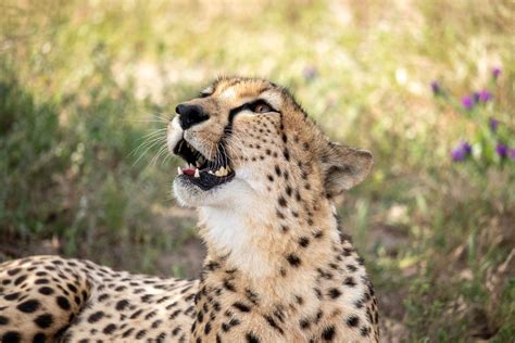 Visitor Information Cheetah Outreach
