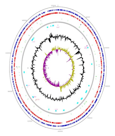 Characterization Of A Pathogenic Escherichia Coli Strain Derived From