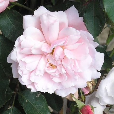 Fragrant Climbing Roses Henry Street Nursery