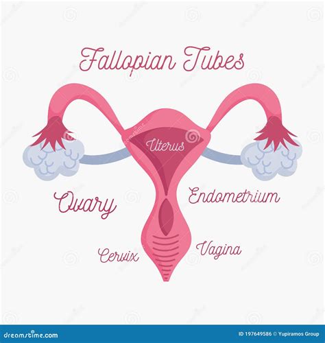 Human Reproductive System Male And Female Genitals Cartoon Vector 141839237