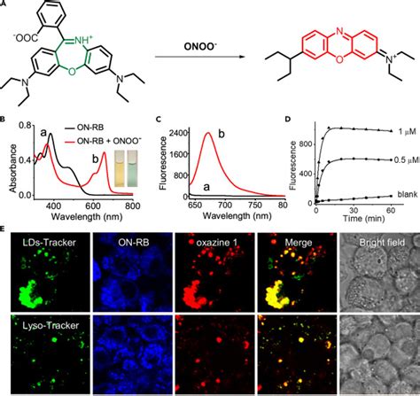 Activatable Fluorescent Probes For Atherosclerosis Theranostics Iscience