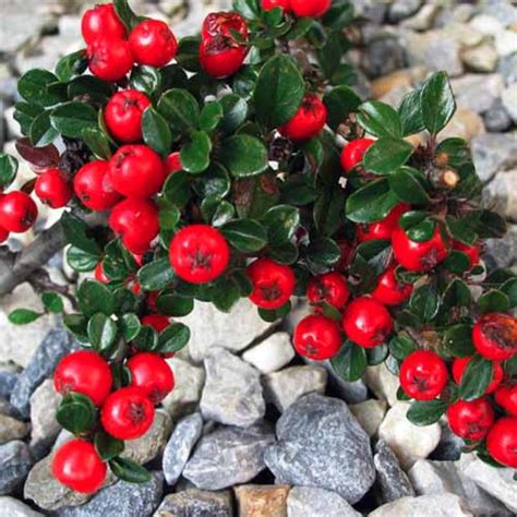21 Of The Best Cotoneaster Varieties For Your Landscape