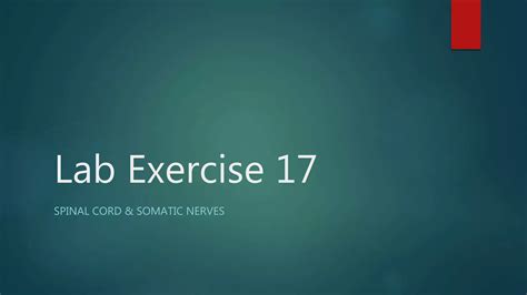 Anatomy Lab Exercise 17 Pptx