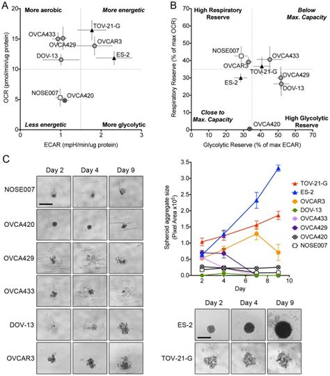 A Plotting Basal ECAR And OCR Levels Provides A Snap Shot Of The Download Scientific Diagram