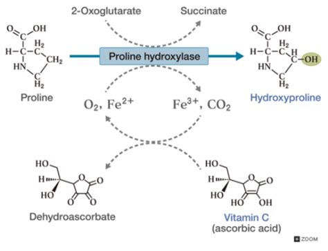 Proline To Hydroxyproline