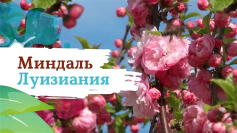 Миндаль Луизиания - YouTube