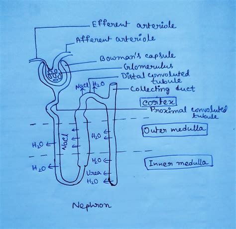 [solved] Draw And Label Different Parts Of A Nephron Describe The Course Hero