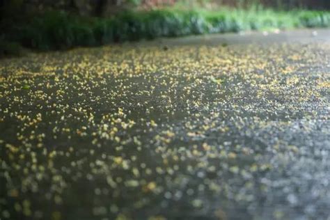 一场桂花雨满城尽飘桂花香 手机搜狐网