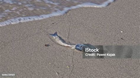 찢어진 시체가 해변 모래에 씻겨 내려간 역겨운 악취 나는 죽은 물고기 몸 생선 뼈 0명에 대한 스톡 사진 및 기타 이미지 0명 그물 어업 남획 Istock