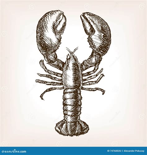 Lobster Sketch Images At Glen Kyser Blog