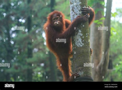 Climb A Tree Stock Photo Alamy