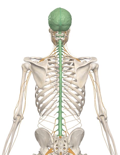 Sistema Nervioso Anatomia
