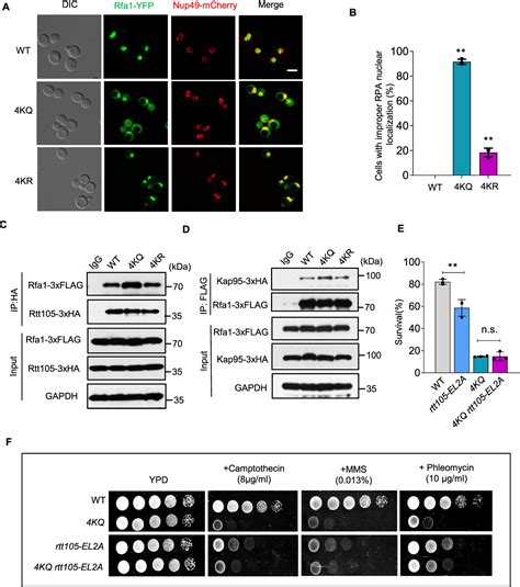 Figure 1 From Proper Rpa Acetylation Promotes Accurate Dna Replication And Repair Semantic Scholar