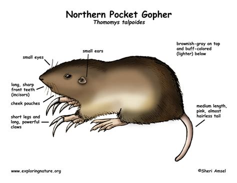Pocket Gopher Northern