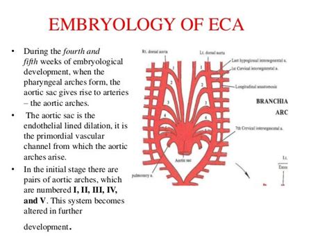 External Carotid Artery Branches And Ligation