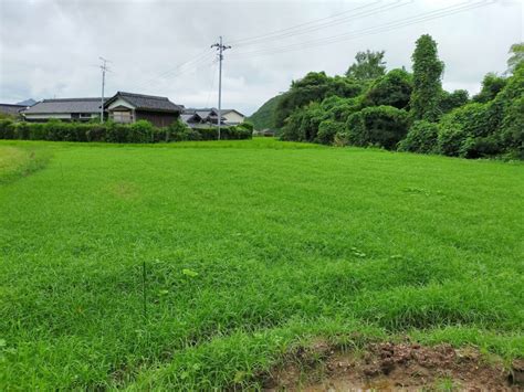 休耕田に花を咲かせよう殺風景な休耕田にコスモスの種を撒いた8月7日のブログの続き izuchan