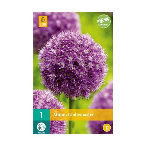 1 Allium Globemaster Bulb Monahans Fuels And Garden Centre