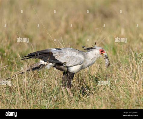 Secretary Bird Sagittarius Serpentarius Eats A Mouse Hi Res Stock