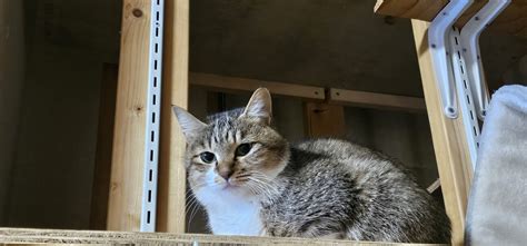 「子猫のような小柄美人な女の子」福島県 猫の里親募集 534876 ペットのおうち【里親決定30万頭！】