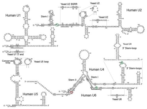 Pseudouridine Modifications In Snrna Pseudouridine Boc Sciences