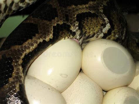 Burmese Python Python Bivittatus Stock Image Image Of Python Reptile