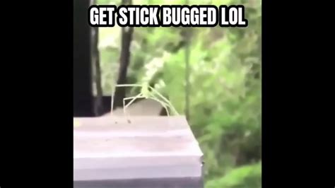 Stick Bug Meme  My Xxx Hot Girl