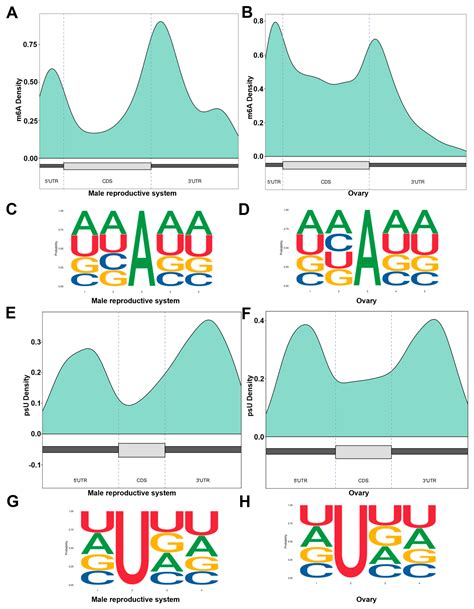 Direct Rna Sequencing Reveals Sex Biased Transcriptomic And