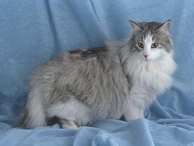 Gato Asian Semi Longhair Tamanho Aparência E Personalidade