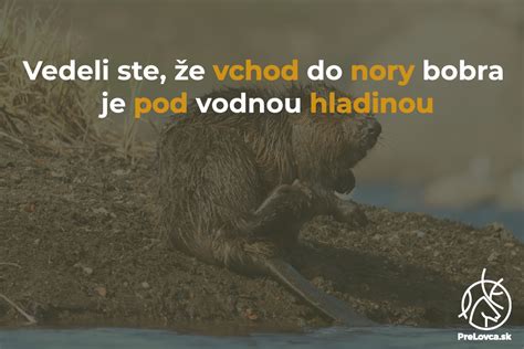 Bobor Zaujímavosti Prelovca Sk